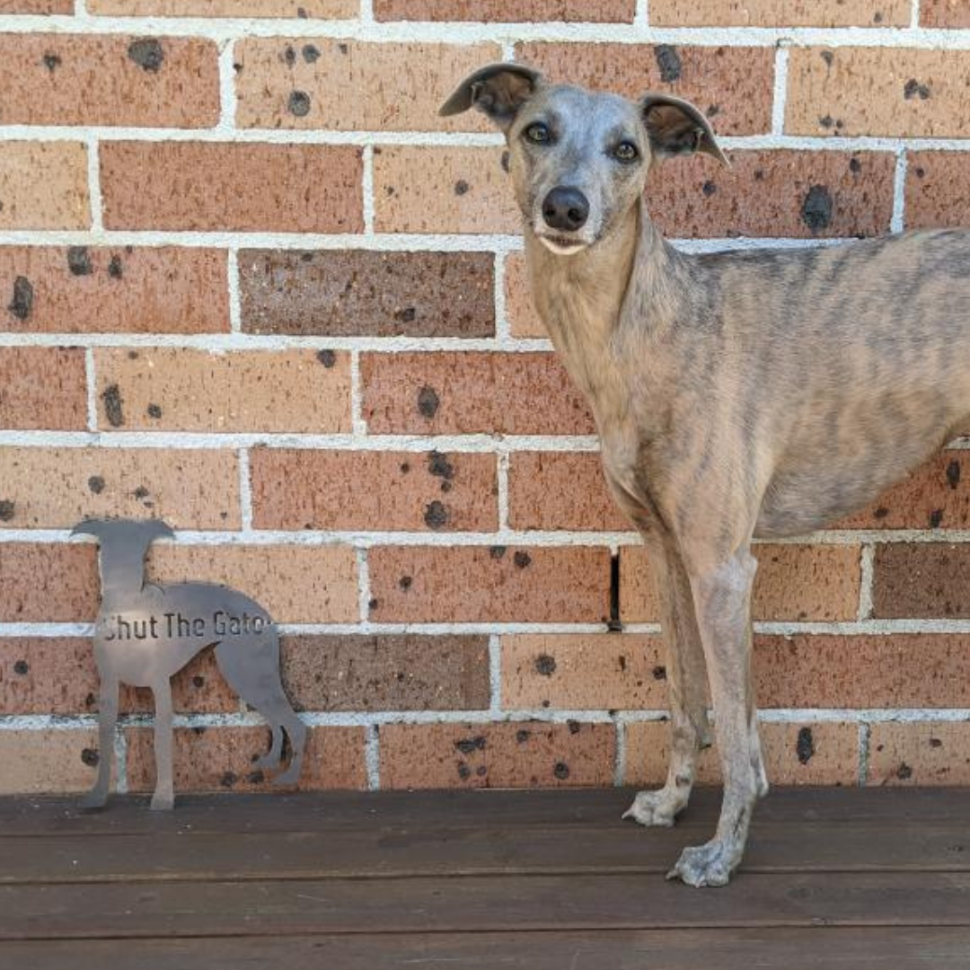 Greyhound (Front Facing) Shut the Gate Dog Sign | Custom Steel Appeal