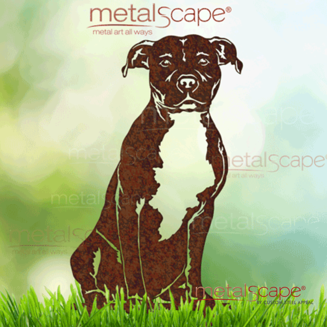 American Staffordshire Bull Terrier Feature – Custom Steel Appeal