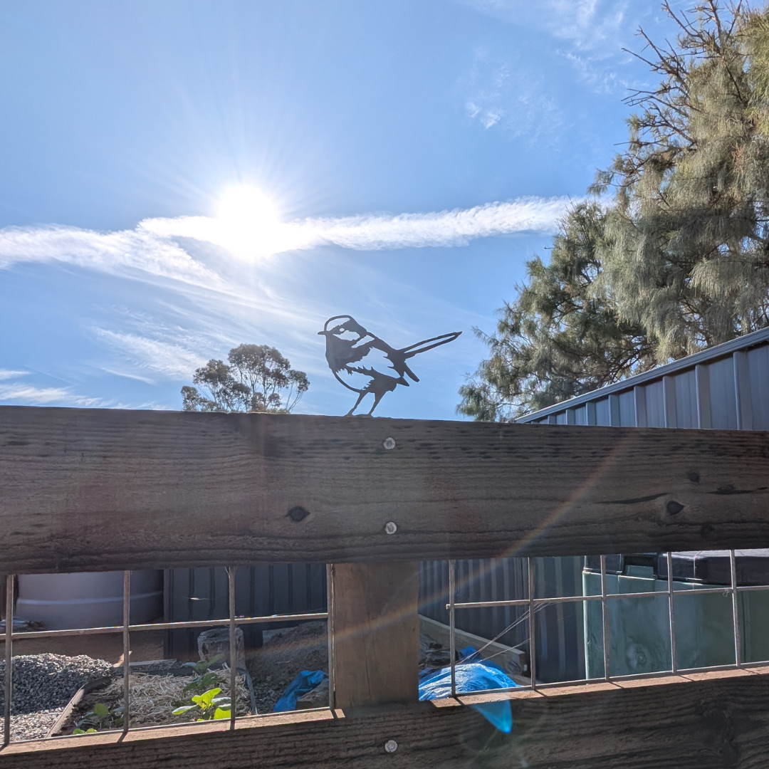Superb Fairy Wren 2 – Custom Steel Appeal